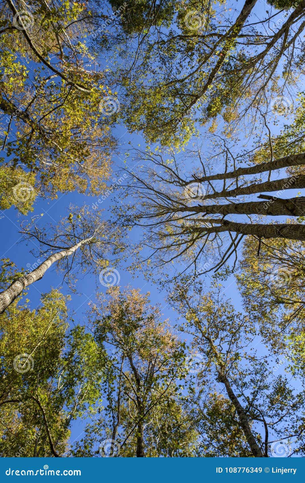 Looking Up Forest Perspective Stock Image - Image of ambient, needles ...