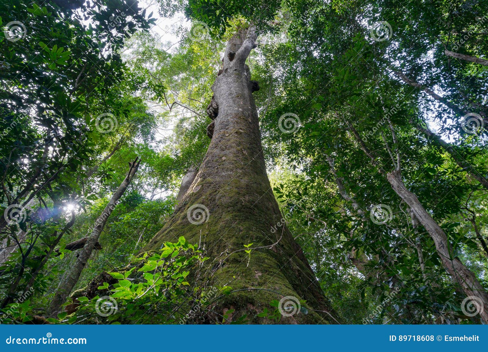 Looking Up at Giant Tropical Tree in Rainforest Stock Photo - Image of ...