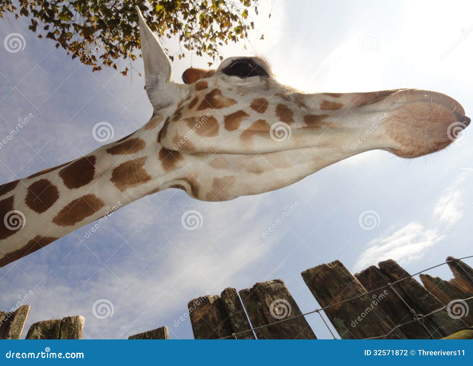 Looking Up at Giraffe stock photo. Image of looking, camelopardalis ...