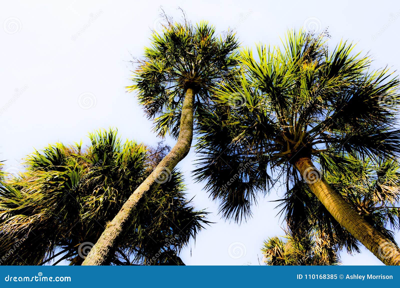 Looking Up at the Glowing Palm Trees Stock Image - Image of glowing ...