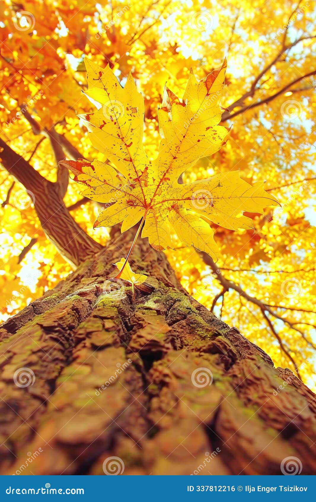 Looking Up, Golden Canopy a Stunning View of Fall Foliage from the Base ...