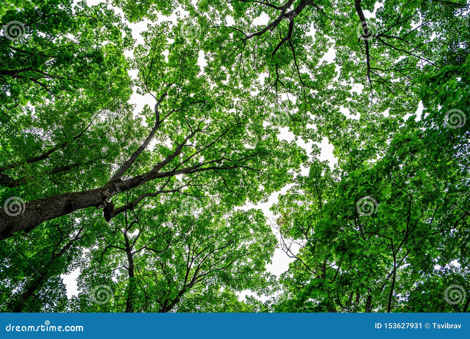 Looking Up at Green Trees Canopy. Stock Image - Image of branches, high ...