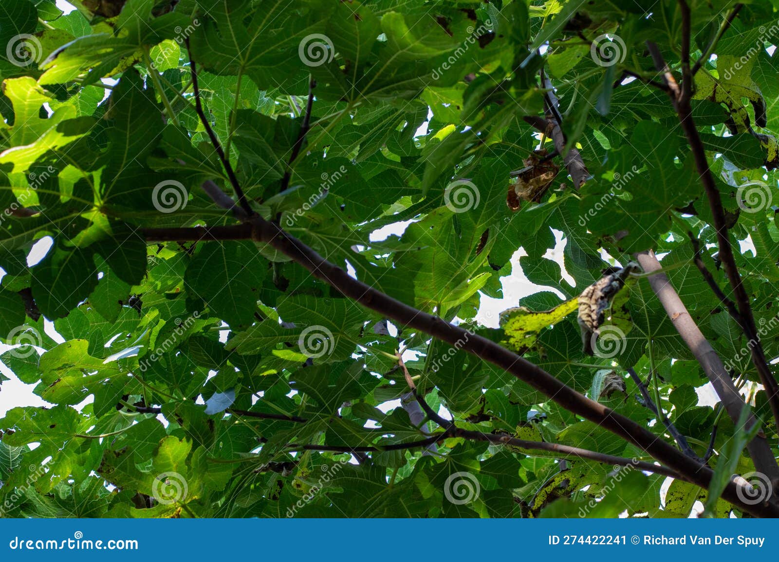 Under the canopy stock image. Image of setting, blocking - 274422241