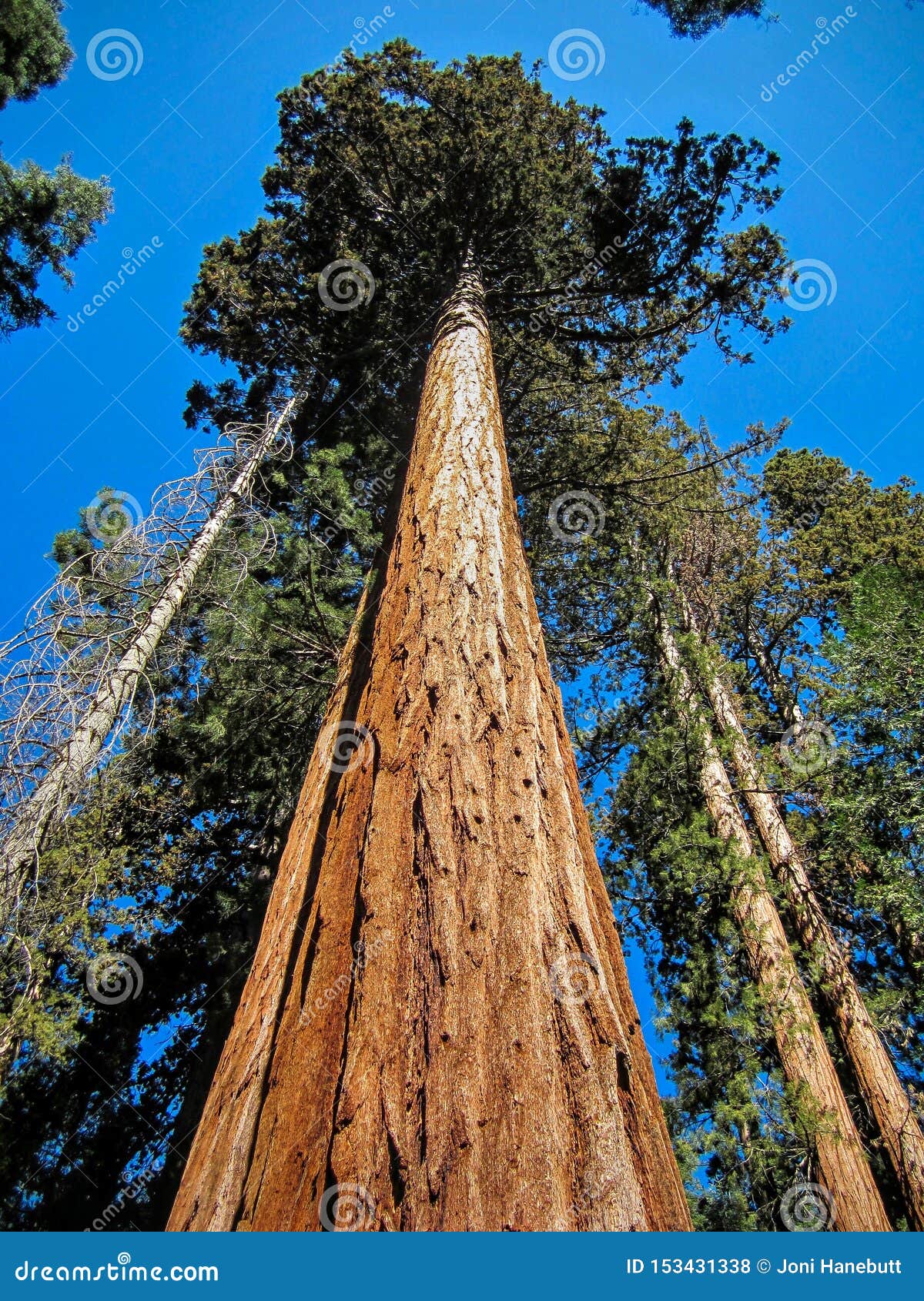 A Redwood Tree in the Redwood National Park Stock Photo - Image of ...