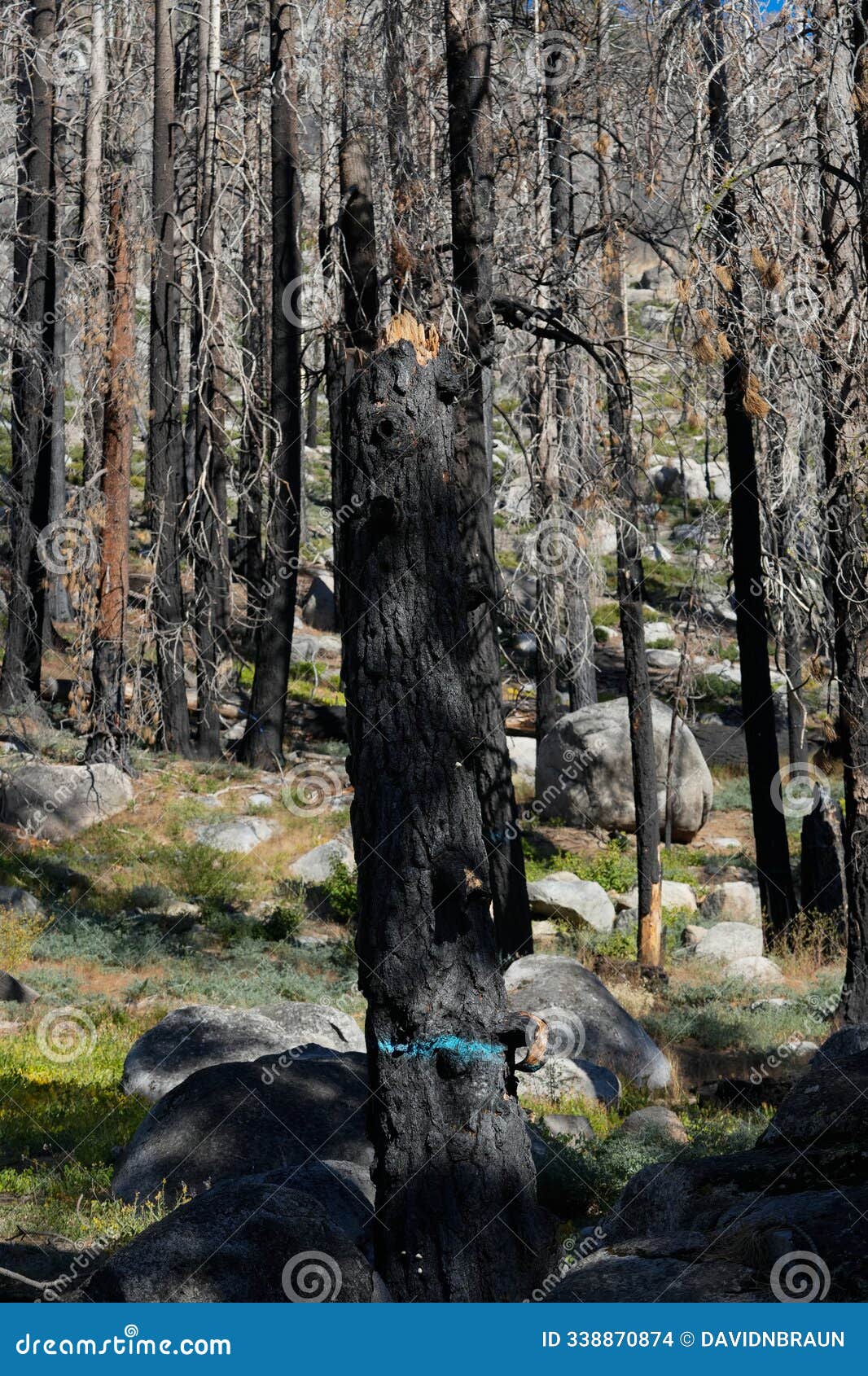 Aftermath of High Severity Burn on HIillside in Sierra Nevada Forest ...