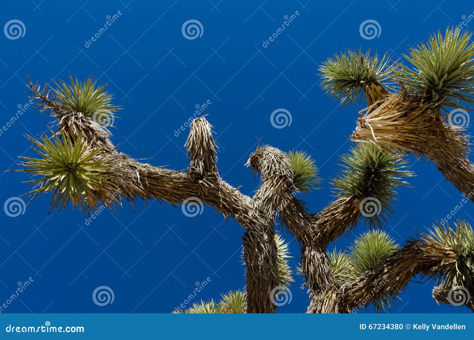 Looking Up at Joshua Tree Branches Stock Photo - Image of southern ...