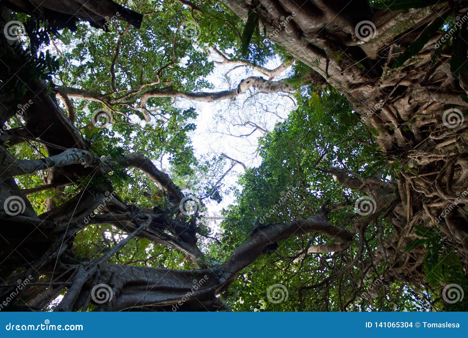Looking Up a Large Banyan Tree in Tonga Stock Photo - Image of leafy ...