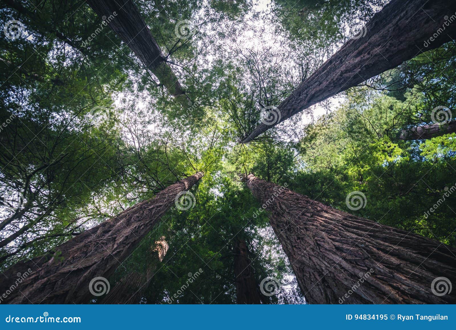 Looking Up at Large Forest Trees. Stock Image - Image of environment ...