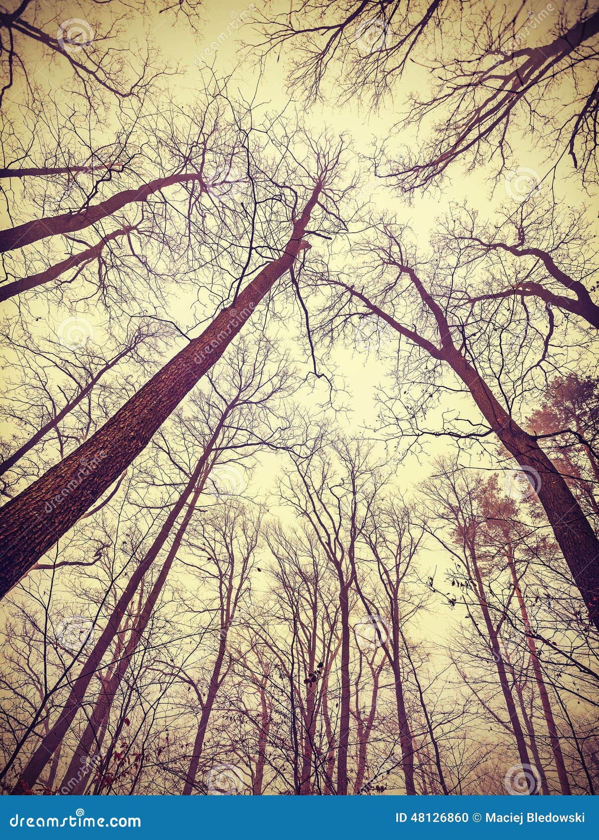Looking Up through Leafless Trees Stock Photo - Image of bare, retro ...