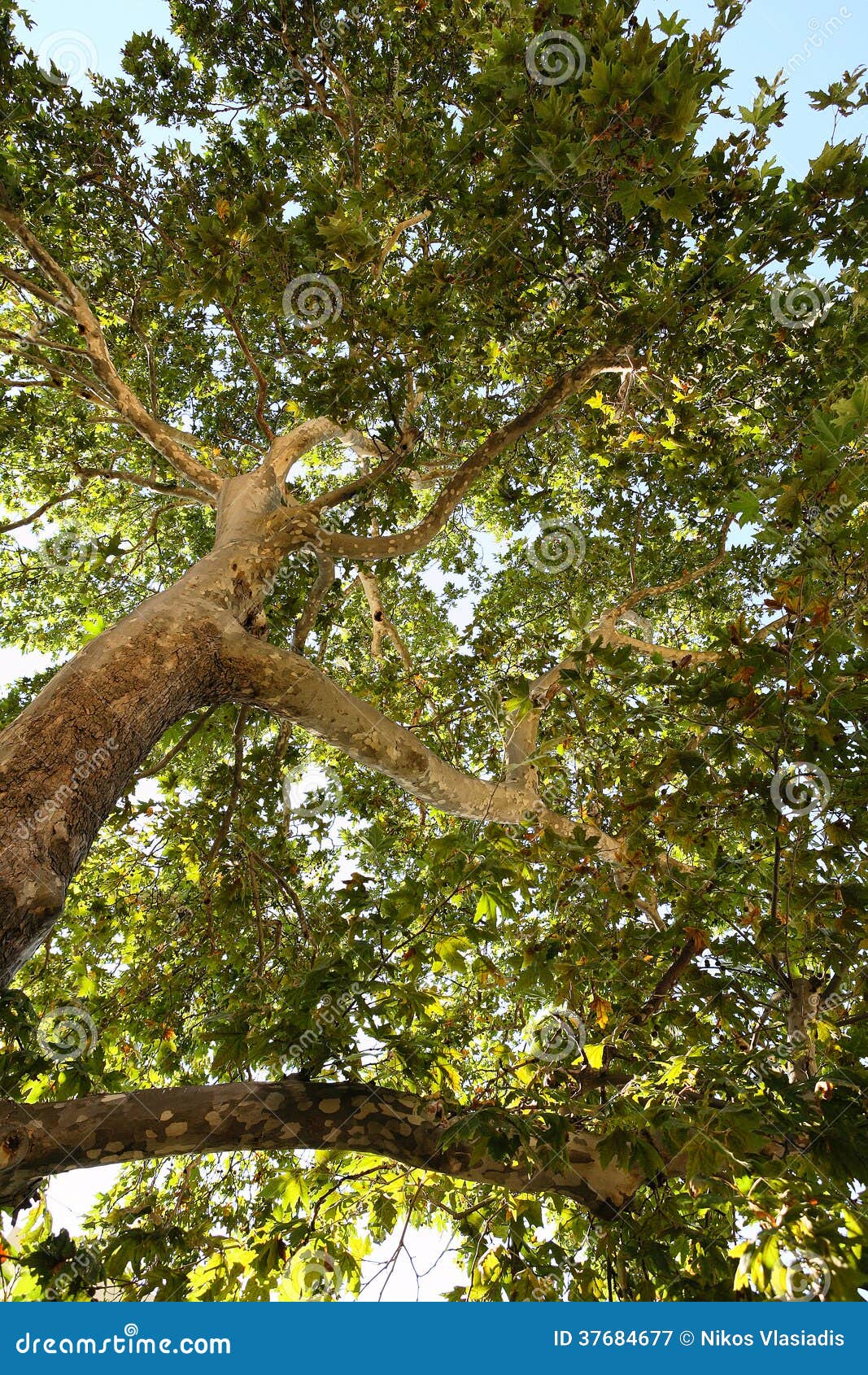 Shade Of Tree Stock Image | CartoonDealer.com #14332999