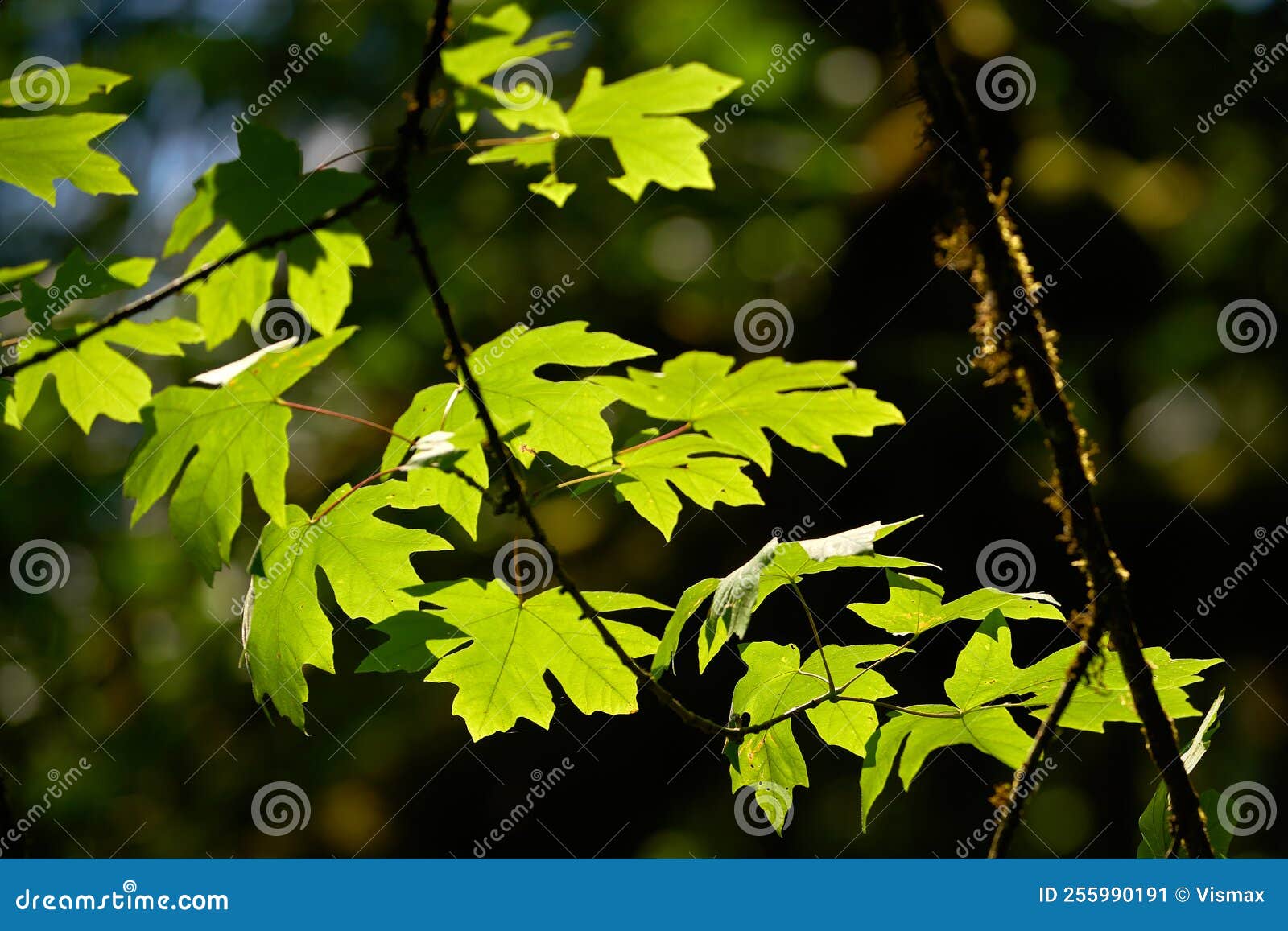 Forest Maple Leaves in Sun stock image. Image of nature - 255990191
