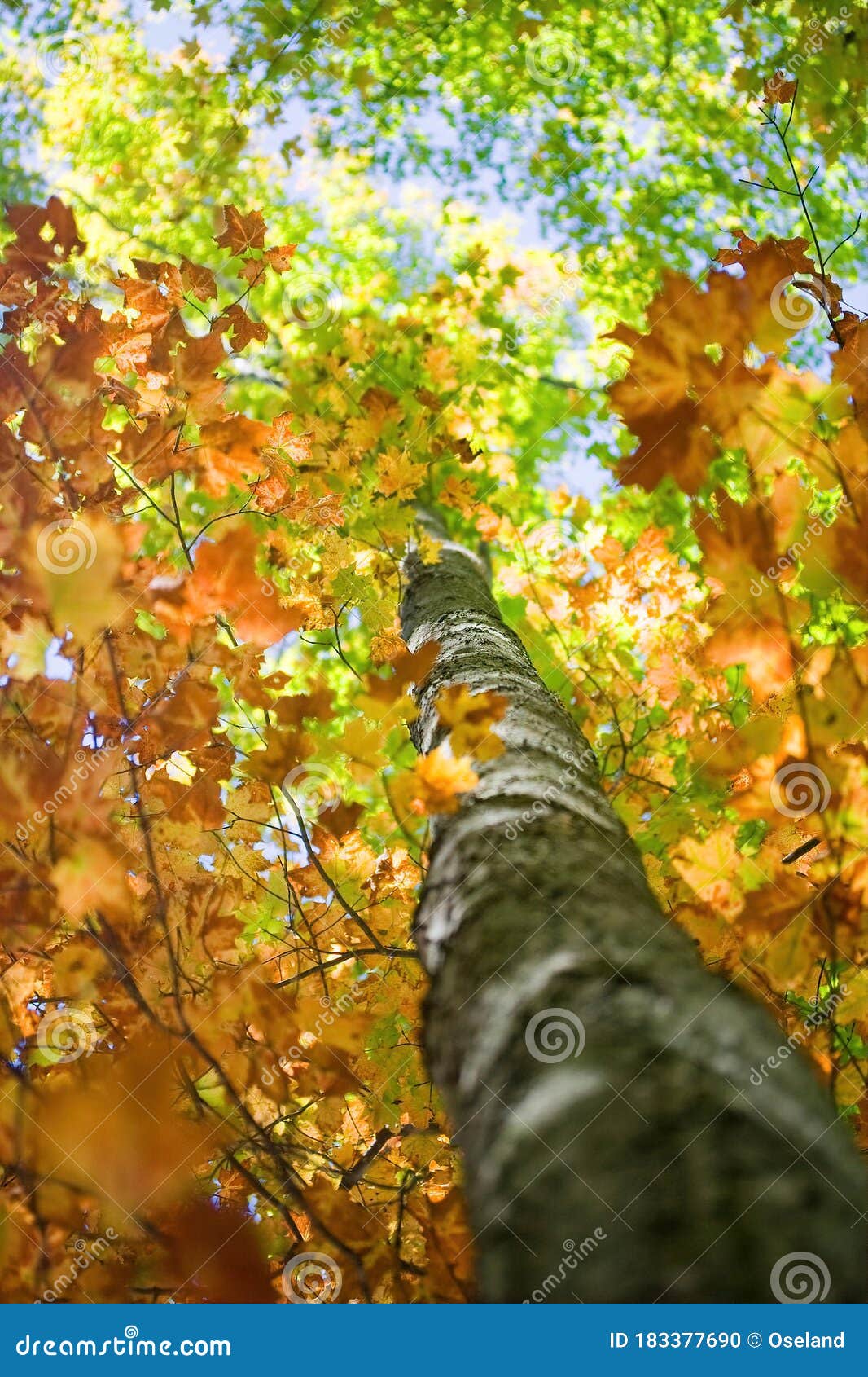Looking Up a Maple Tree in the Fall. Tree Top. Stock Photo - Image of ...