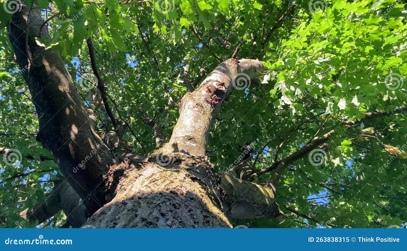 Looking Up into Maple Tree on Windy Day Stock Video - Video of blustery ...