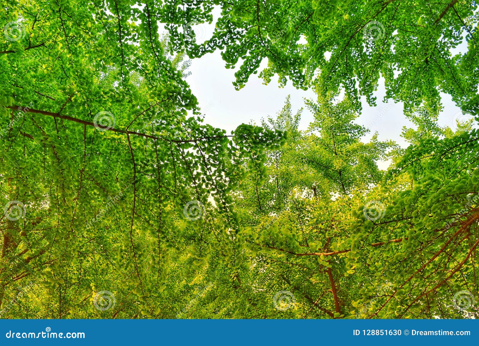Looking Up in the Middle of Garden Full of Trees in Spring Stock Photo ...