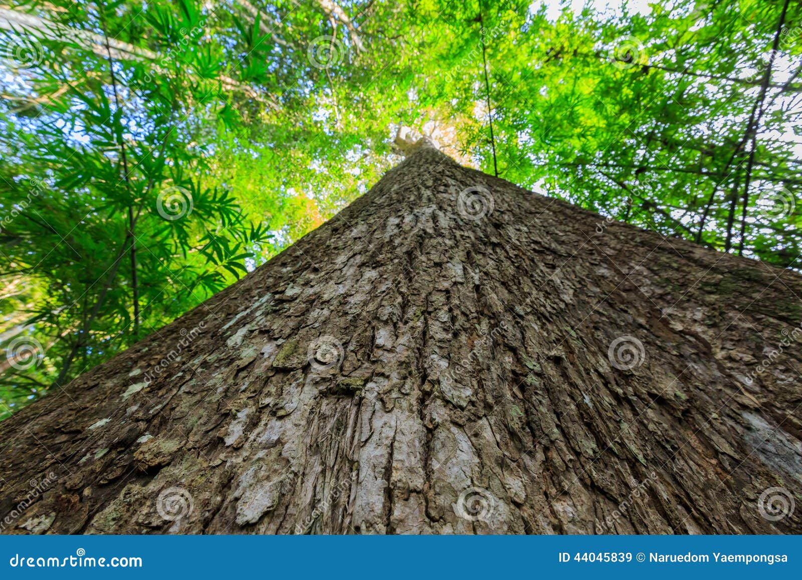 Looking up a mighty tree stock image. Image of thailand - 44045839