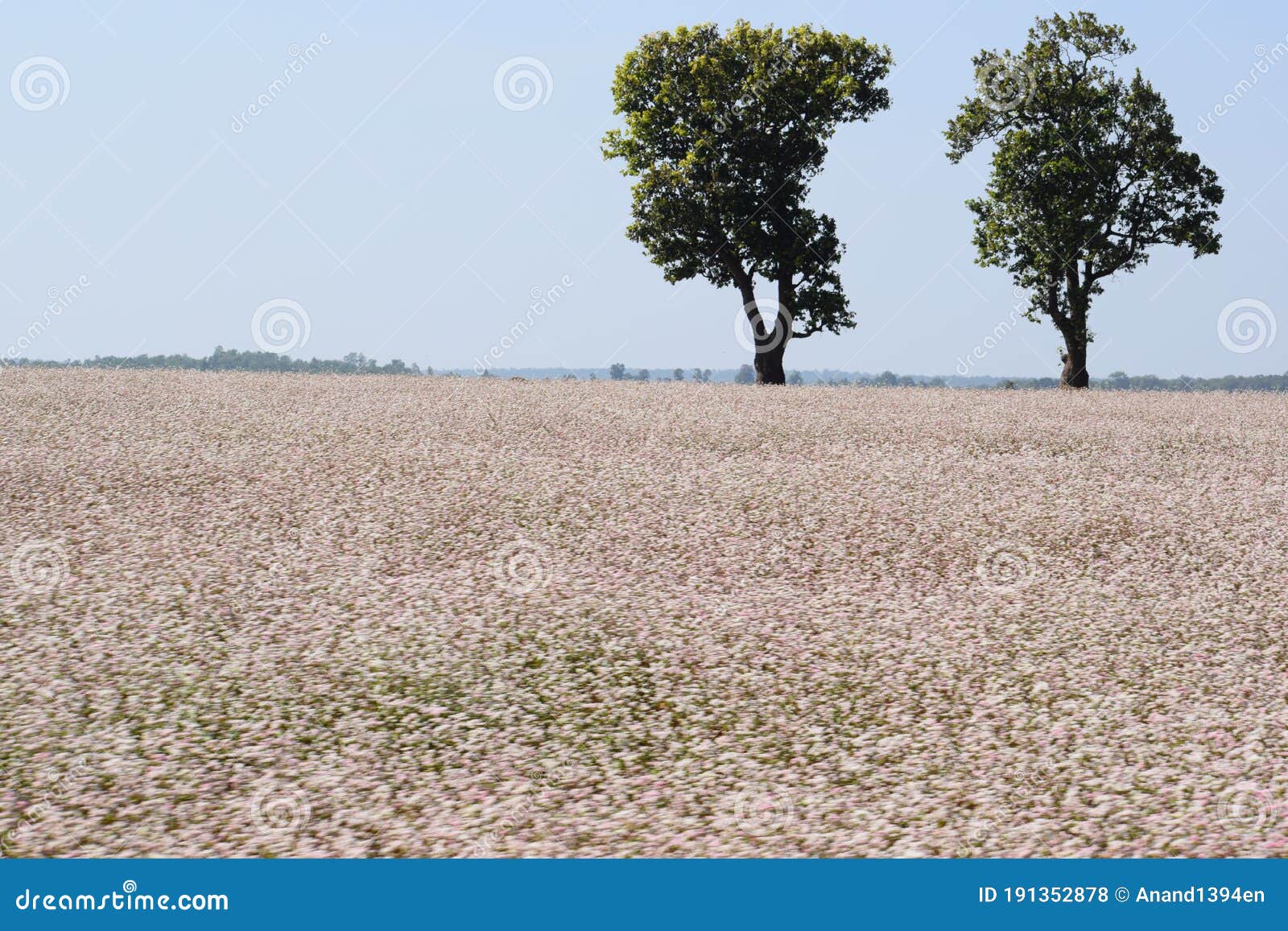 Looking Up the Nature`s Beauty and Aesthetic Beauty. Stock Photo ...