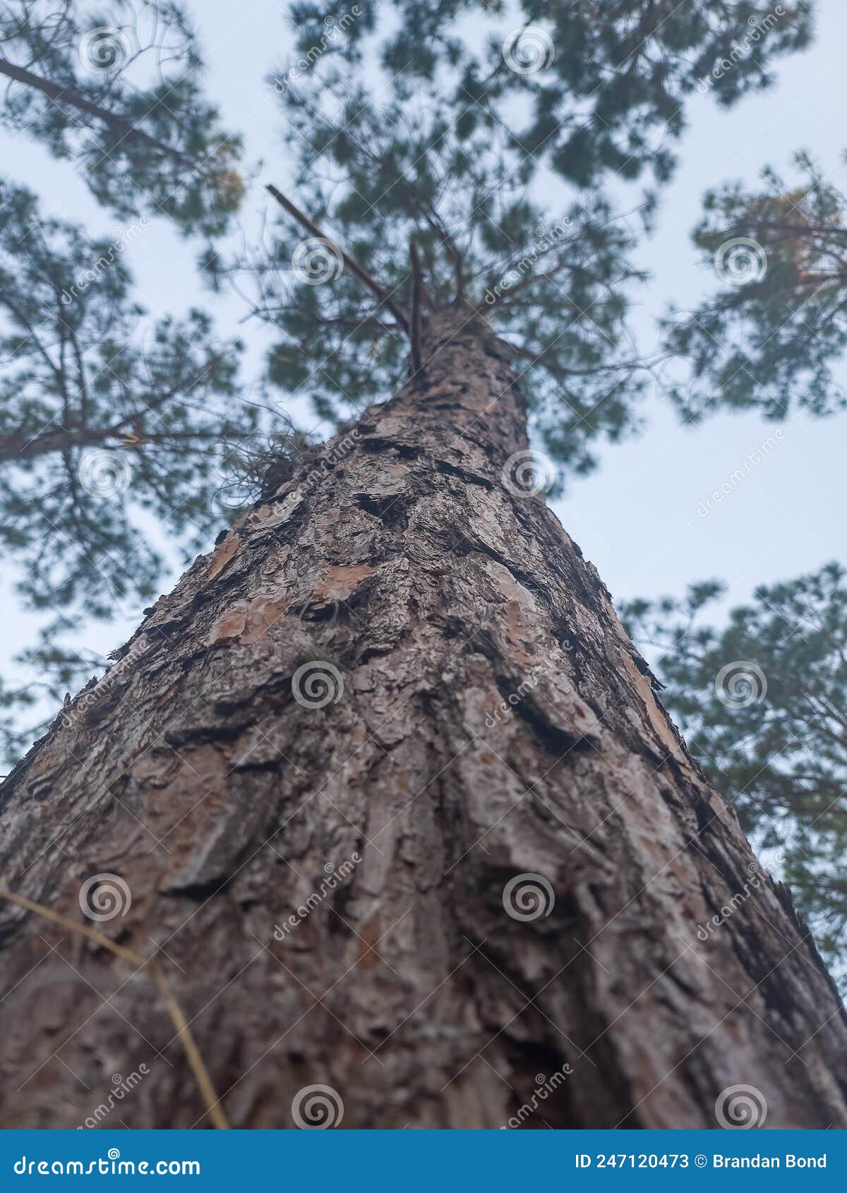 Looking up the Oak Tree stock image. Image of autumn - 247120473