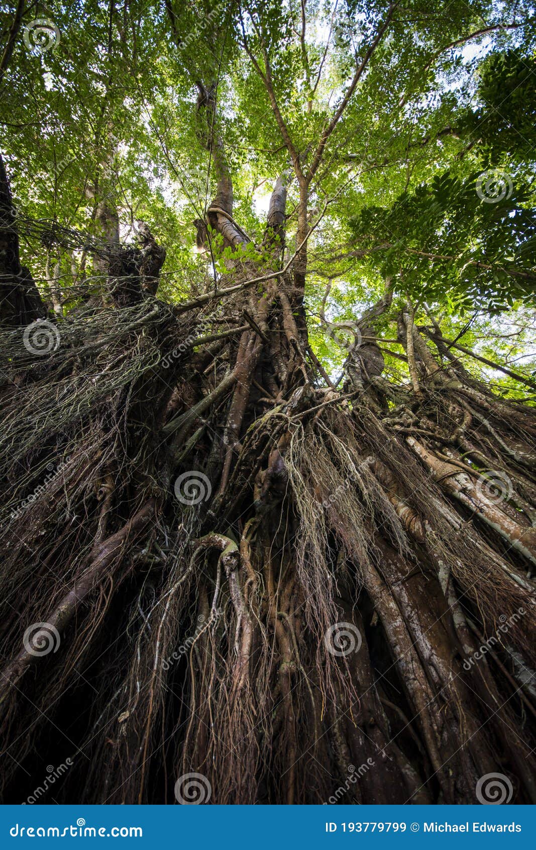 Balete Tree Stock Photography | CartoonDealer.com #133629050