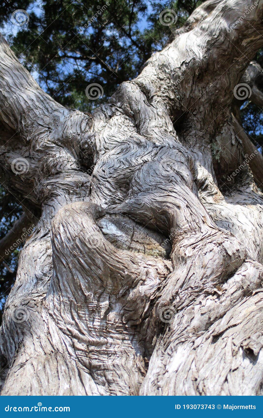 Looking Up at Old Gray Tree Trunk Stock Image - Image of leaves, bark ...