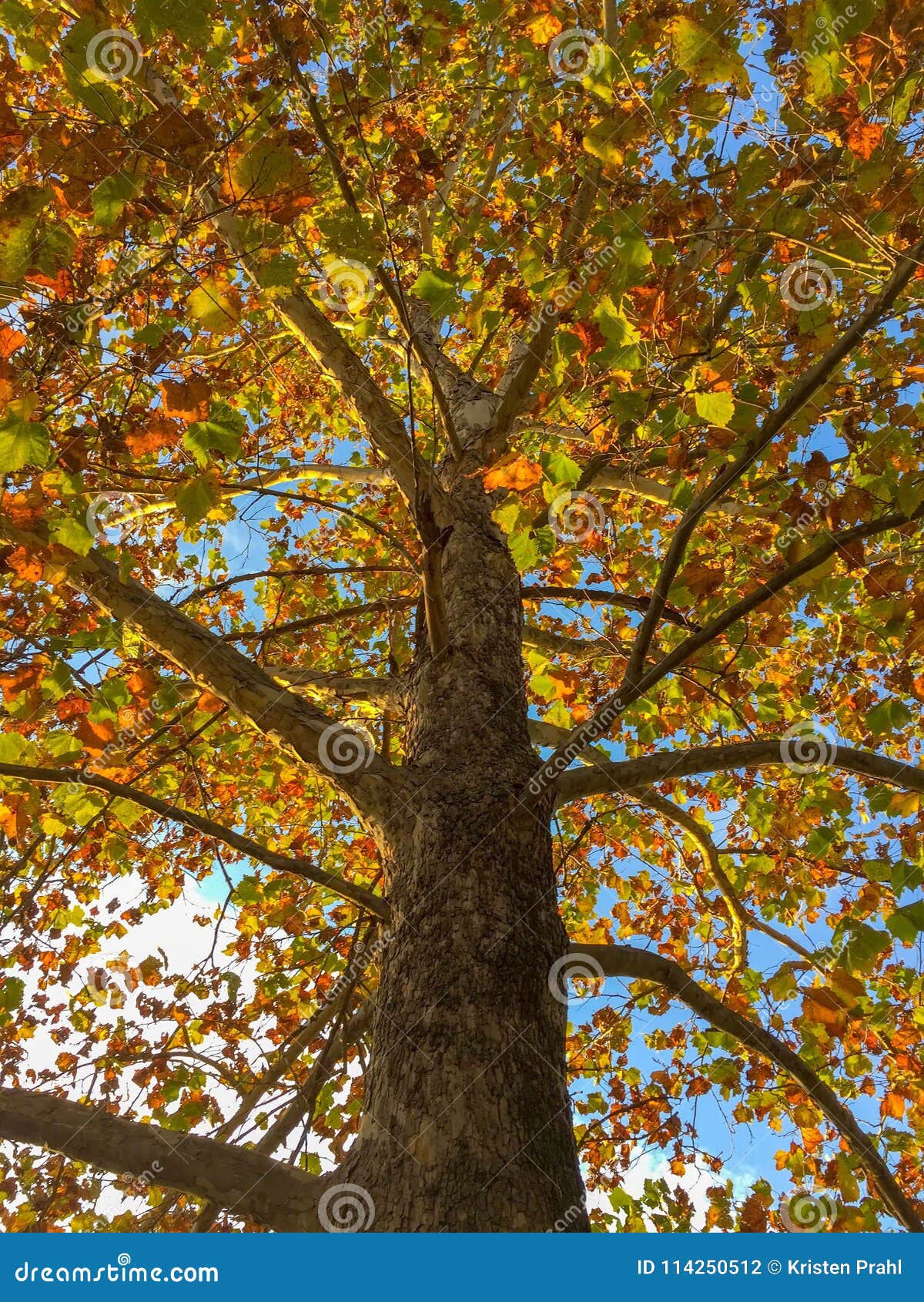 Looking Up into an Old Sycamore Tree in Autumn Stock Photo - Image of ...