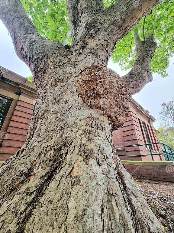 Old Tree with Rough Bark and a Scar on the Trunk Stock Image - Image of ...