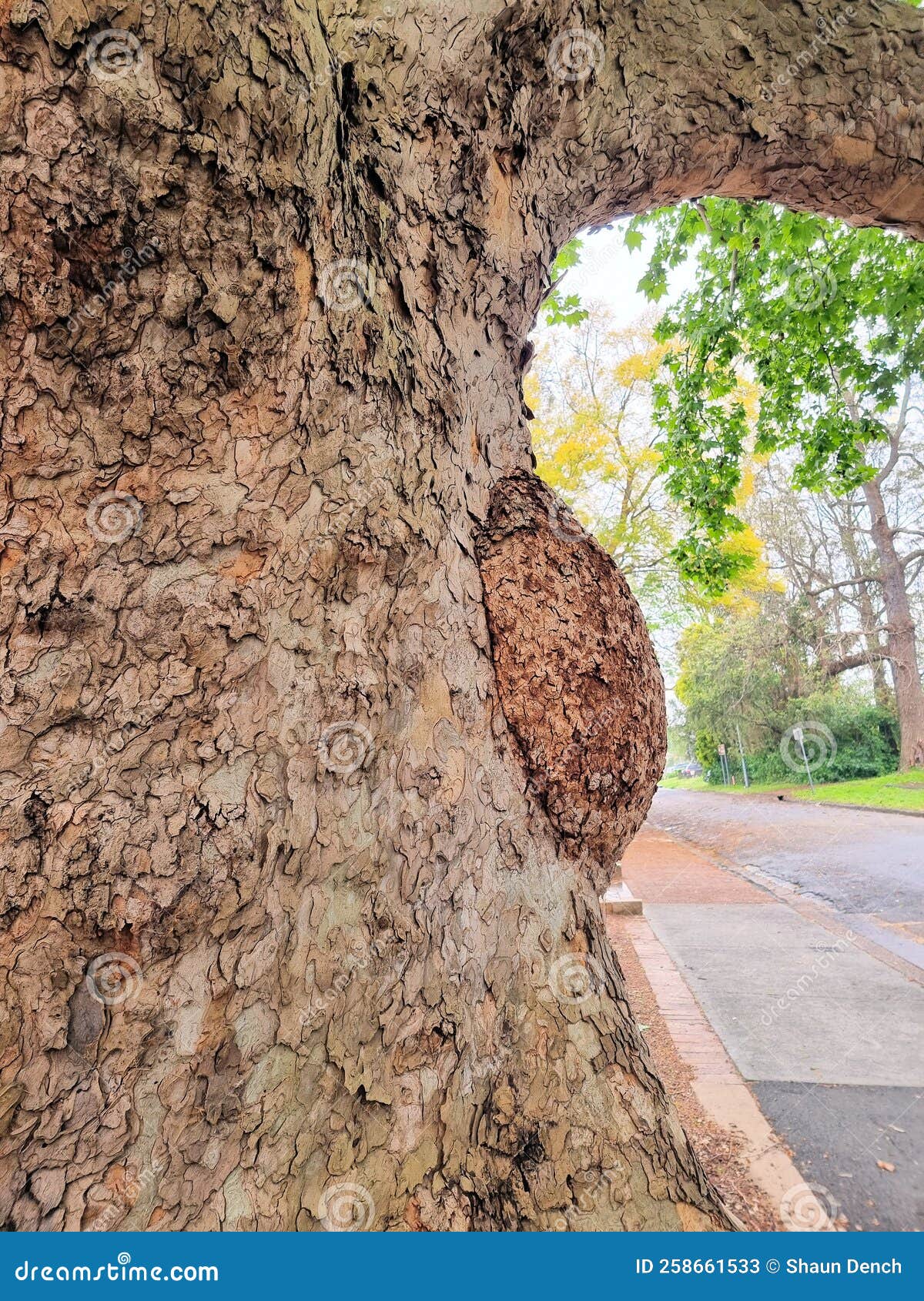 Old Tree with Rough Bark and a Scar on the Trunk Stock Image - Image of ...