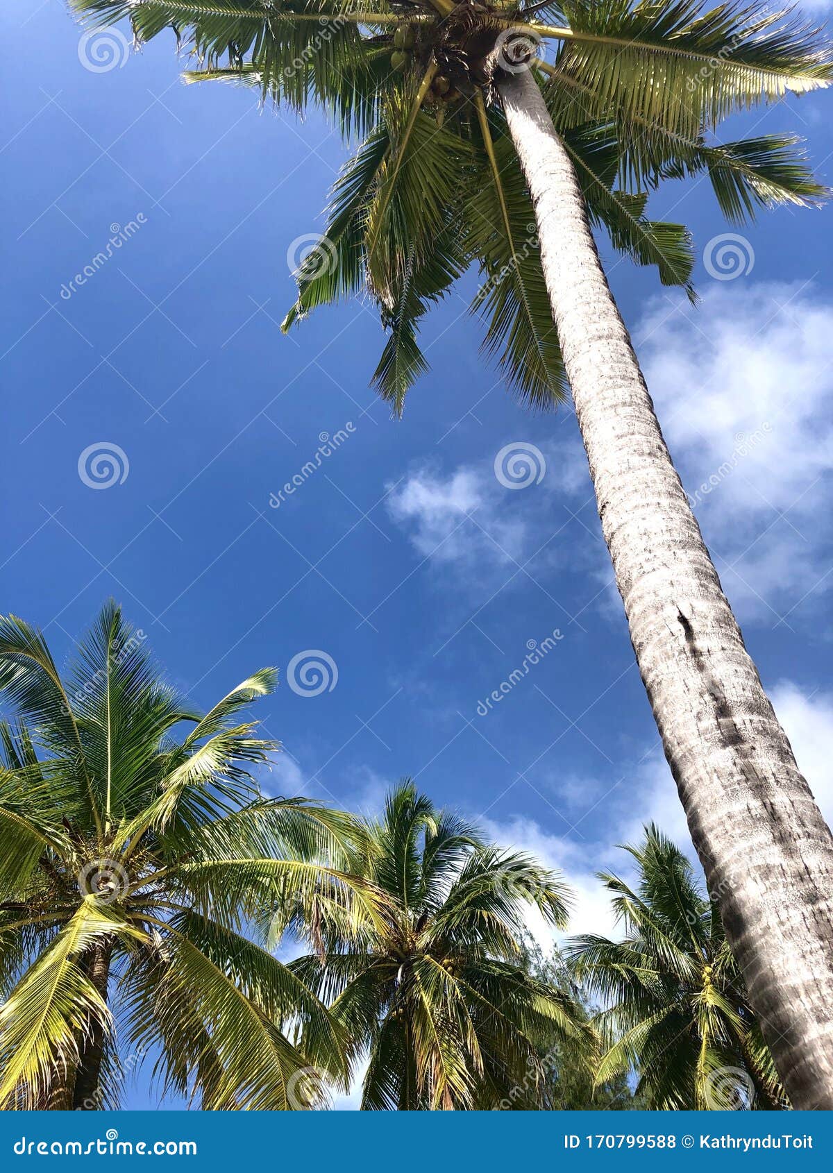 Looking up a palm tree stock photo. Image of trees, palms - 170799588