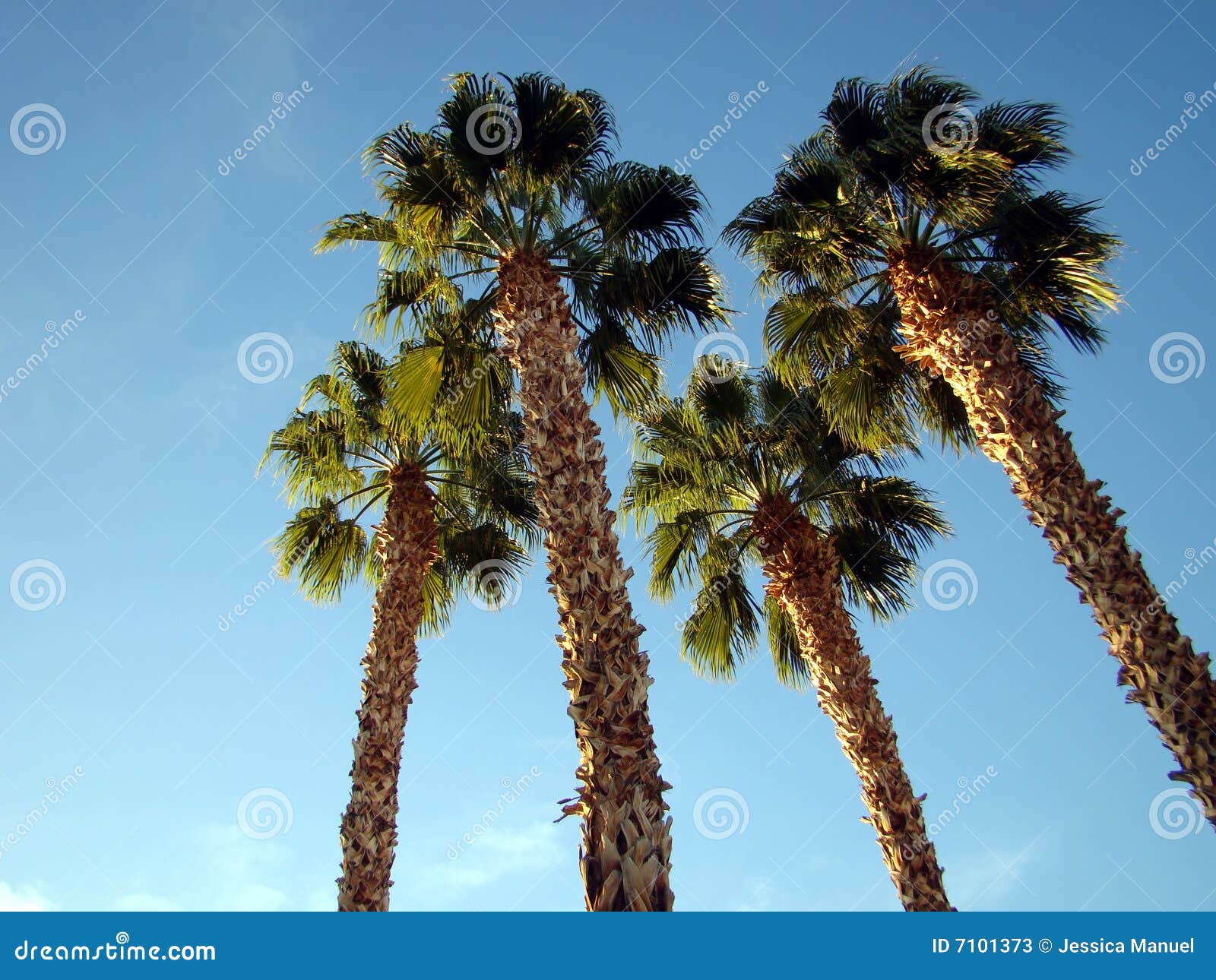Looking Up at Palm Trees stock image. Image of four, palm - 7101373