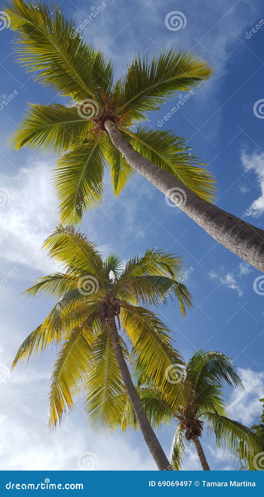 Looking Up at Palm Trees Behind Blue Sky Stock Image - Image of palm ...