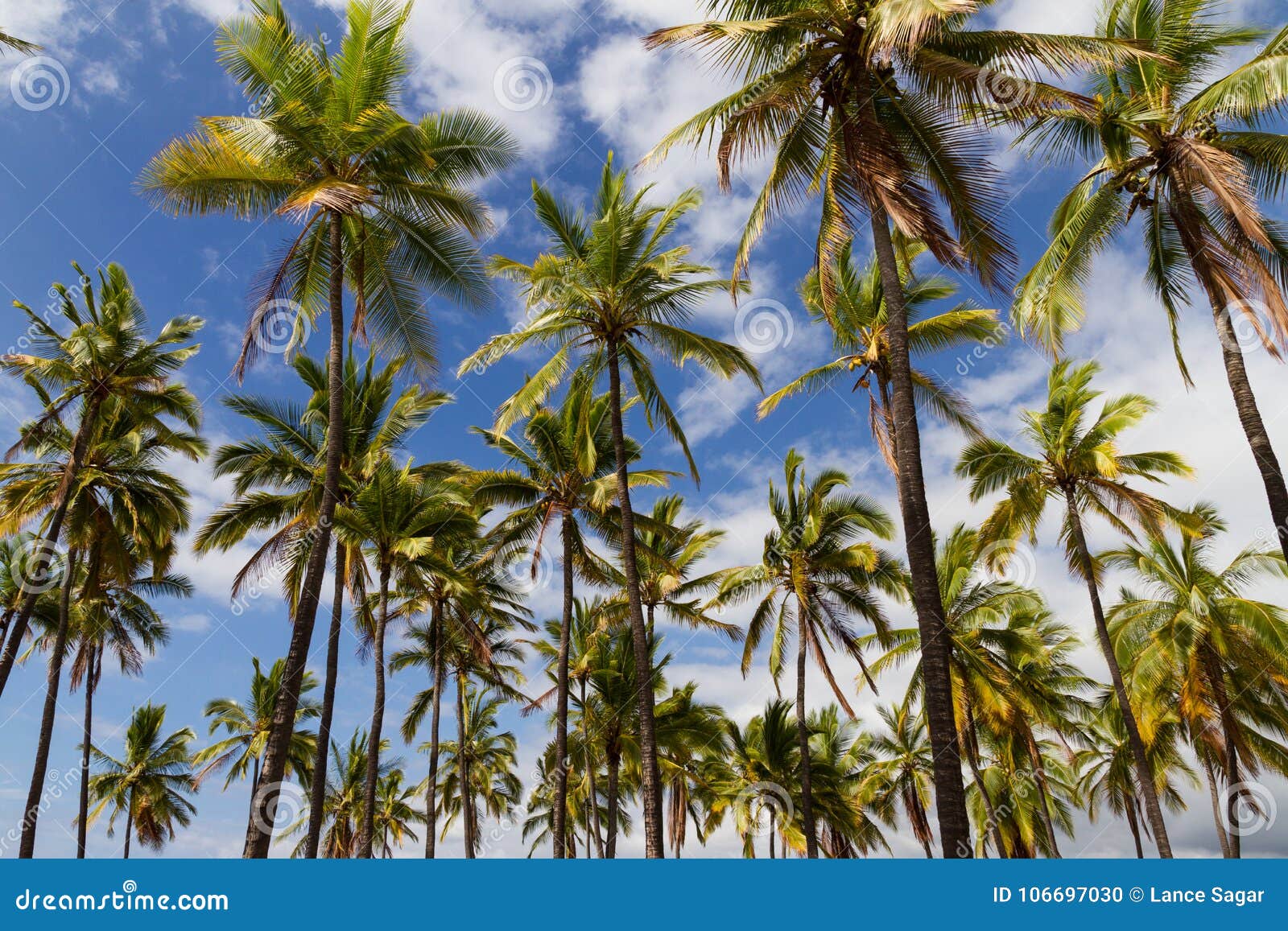 Palm Trees stock photo. Image of travel, trees, palm - 106697030