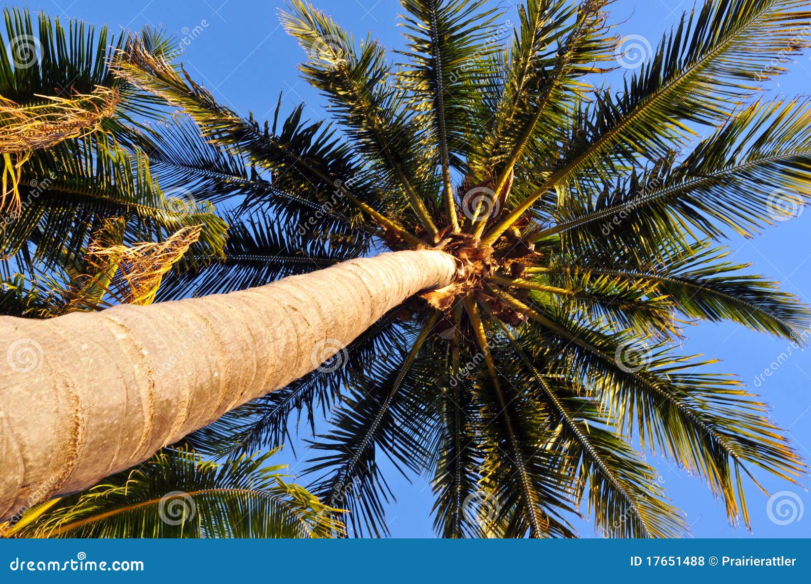 Looking Up Palm Ttree stock photo. Image of coconut, tropics - 17651488