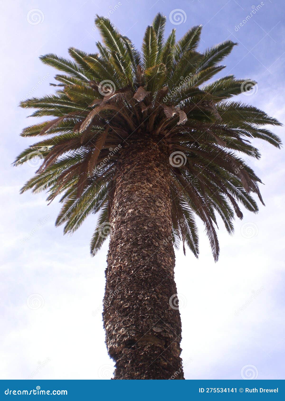 Palm tree stock image. Image of produce, tree, plant - 275534141