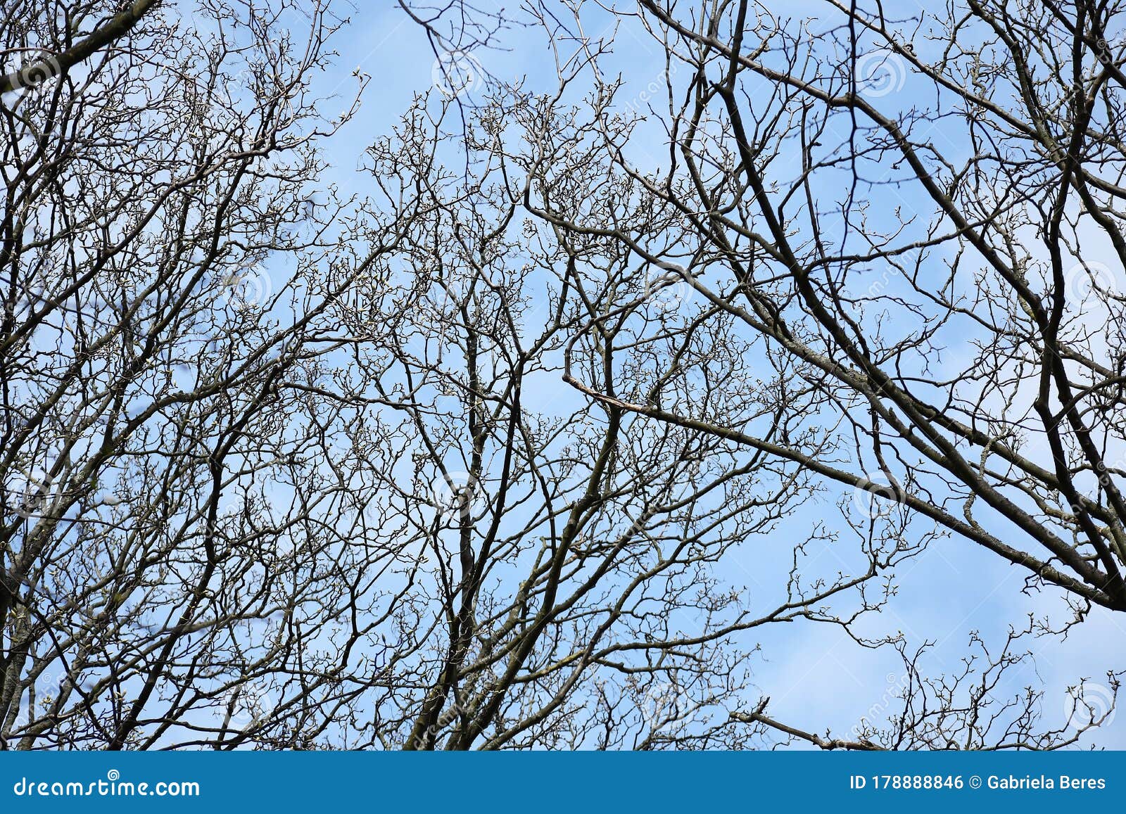Bare Tree Branches Against Sky. Stock Photo - Image of natural, detail ...
