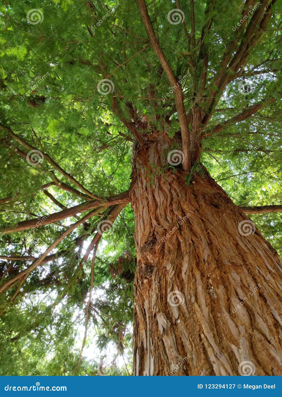 Large tree trunk stock image. Image of perspective, tree - 123294127