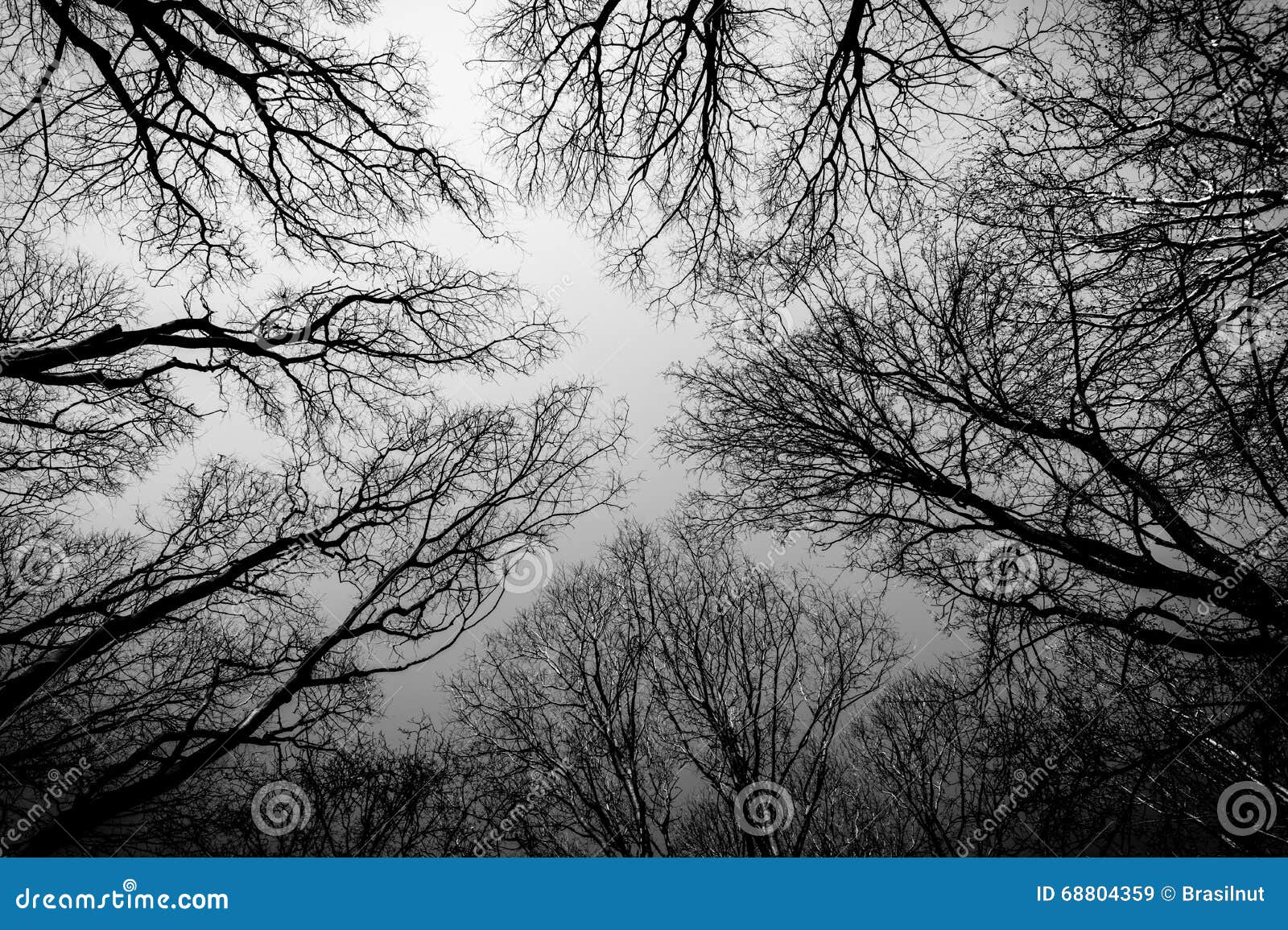 Looking Up Perspective of Winter Trees Stock Image - Image of overhead ...