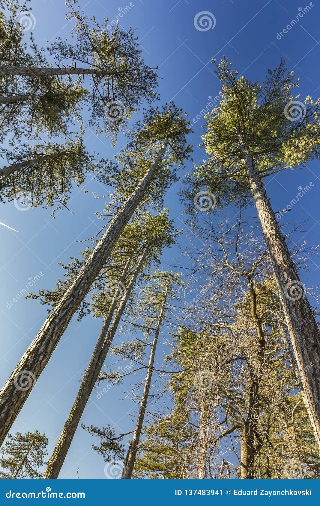 Looking Up in a Pine Forest with Blue Sky Stock Image - Image of pine ...