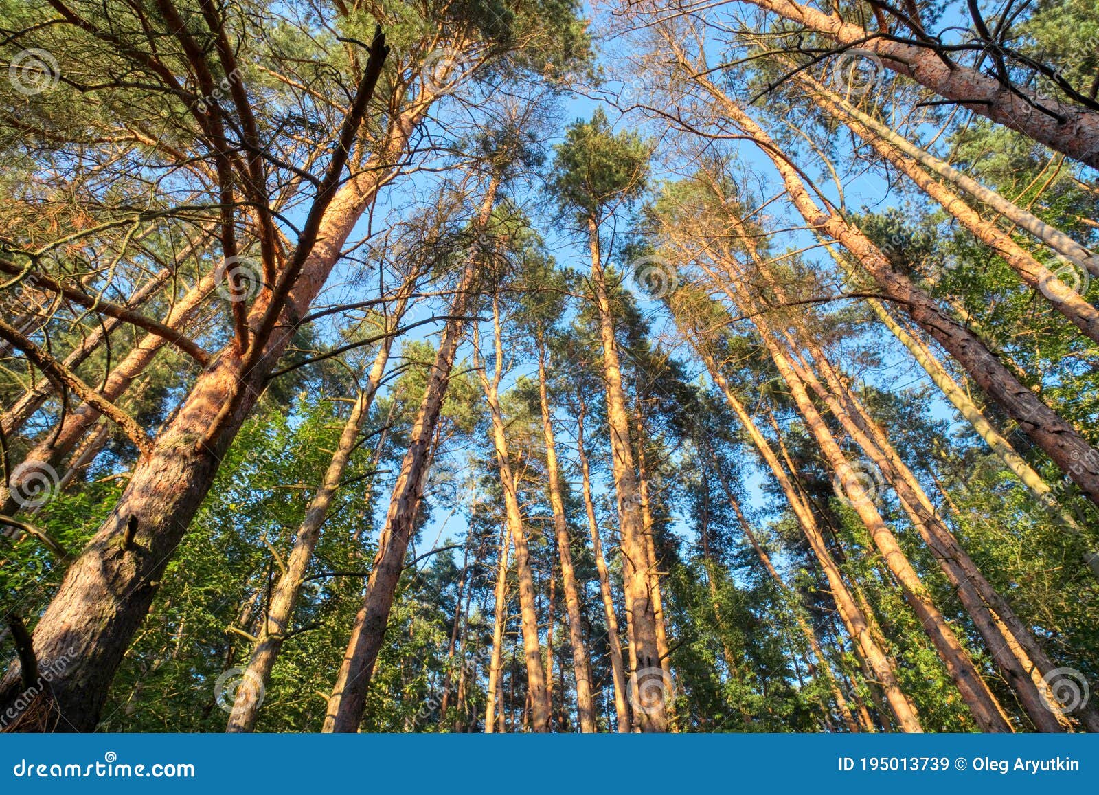 Looking Up in Pine Forest Tree To Canopy. Bottom View Wide Angle ...