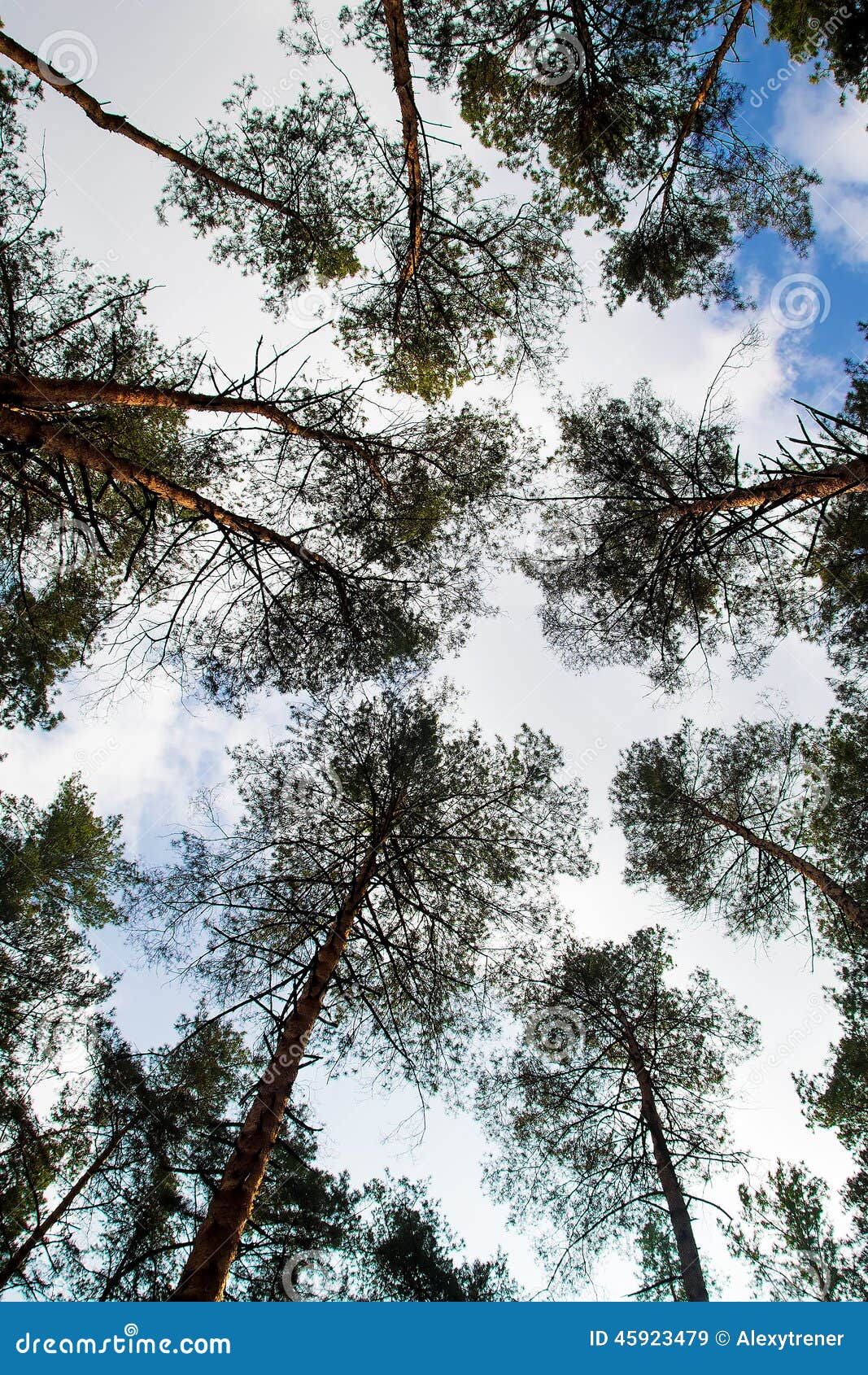 Looking Up in Pine Forest Tree. Under Blue Cloudy Stock Image - Image ...