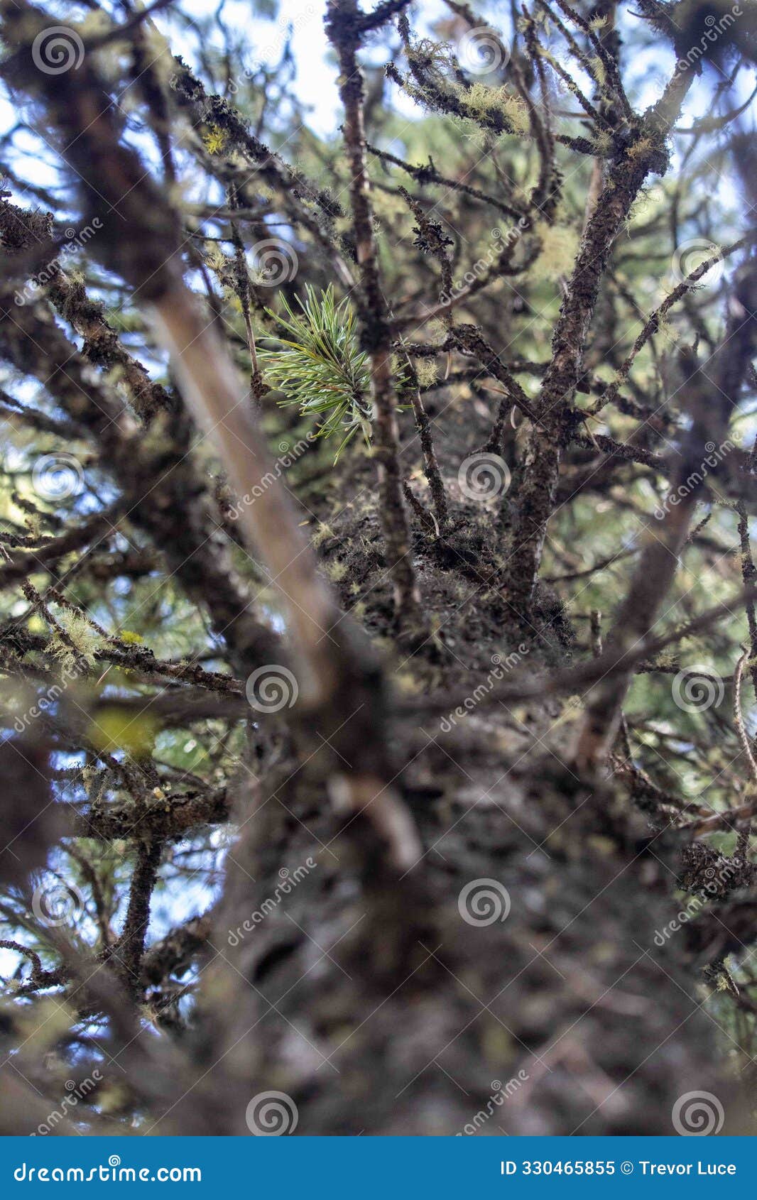 Looking Up a Pine Tree Branches Stock Image - Image of conifer ...