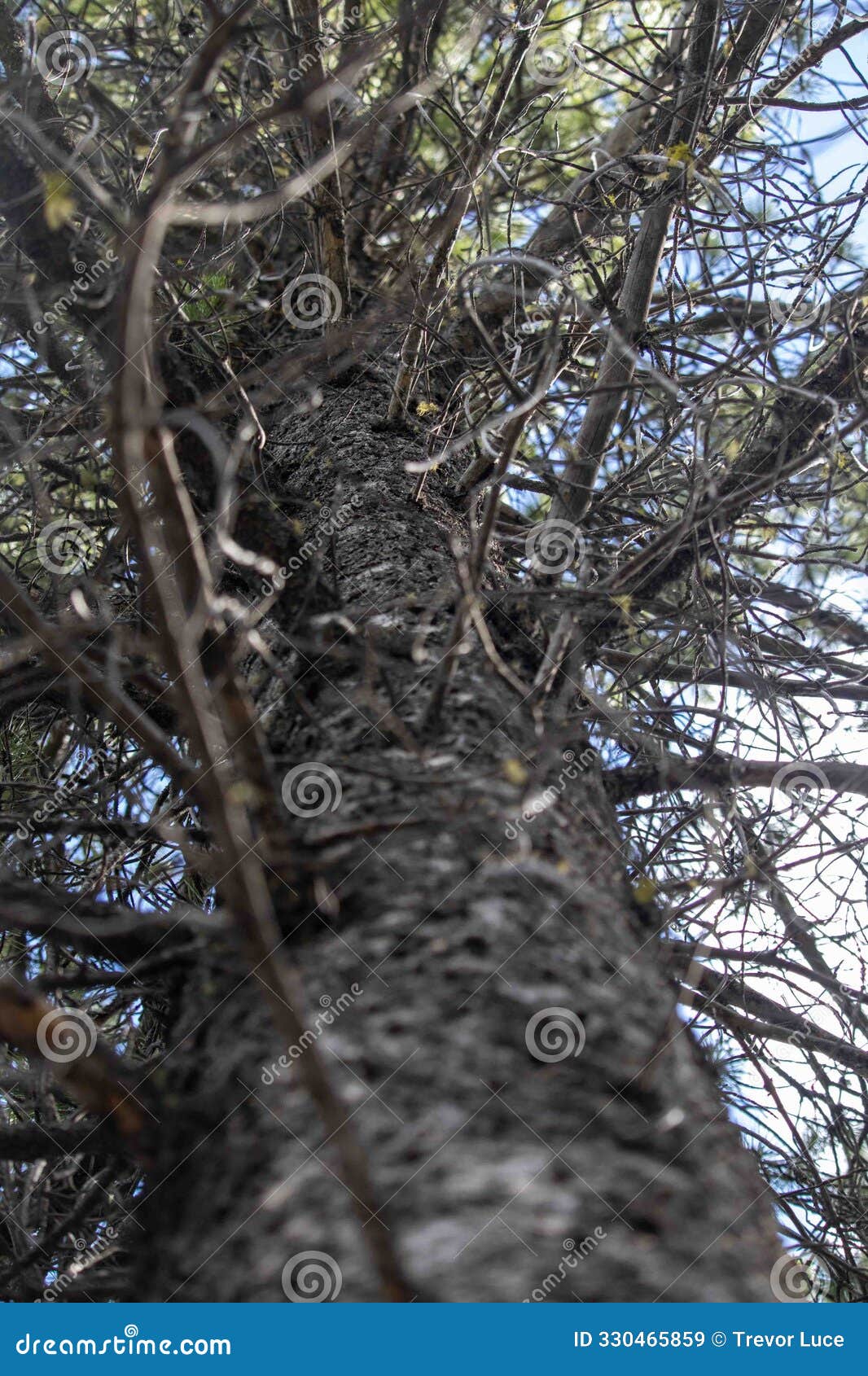 Looking Up a Pine Tree Branches Stock Image - Image of growth, pine ...