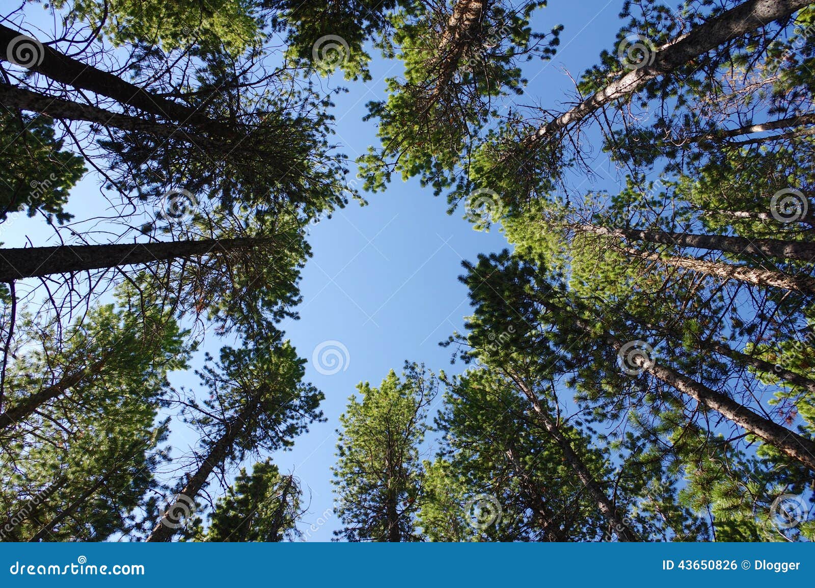 Looking Up into Pine Trees. Stock Photo - Image of forest, looking ...