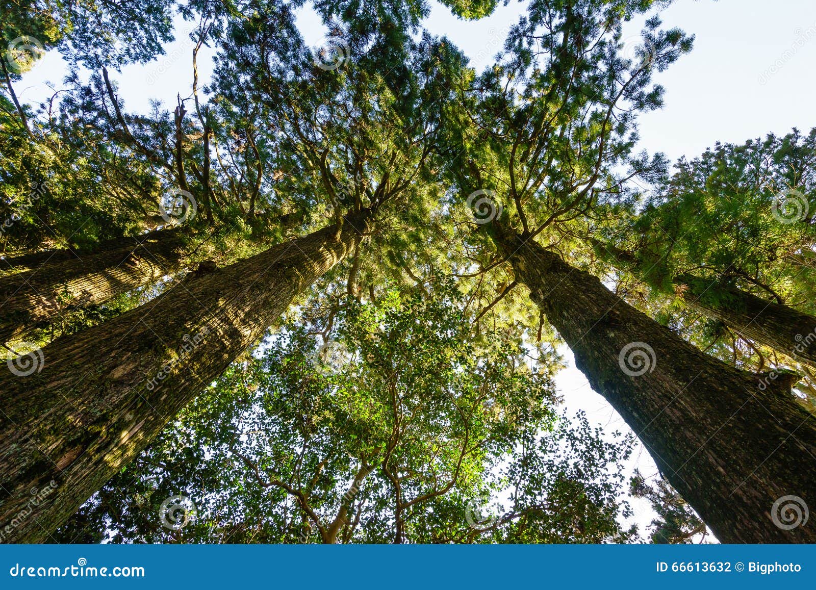 Looking Up at Pine Trees in Forest Stock Photo - Image of forest, green ...