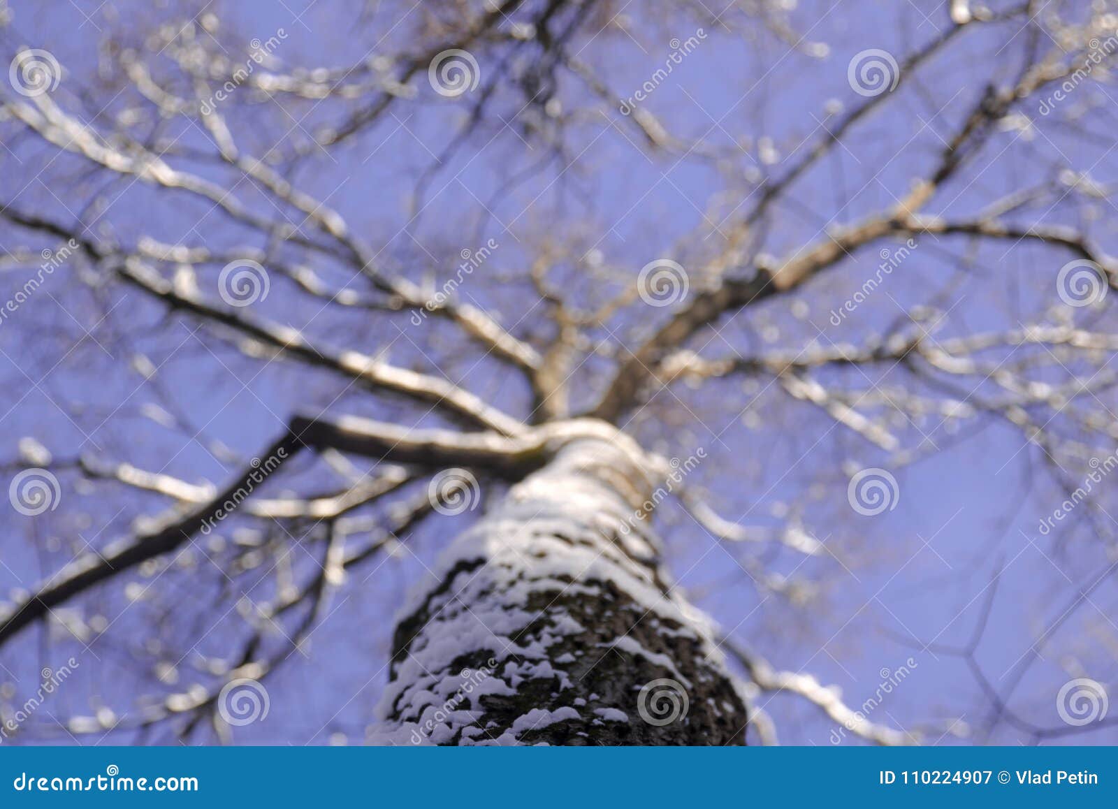 Looking Up at Trees Branches in Winter Stock Image - Image of looking ...