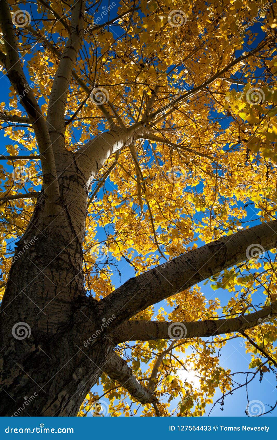 A Poplar Tree in Fall with Bright Backlit Yellow Leaves Stock Image ...
