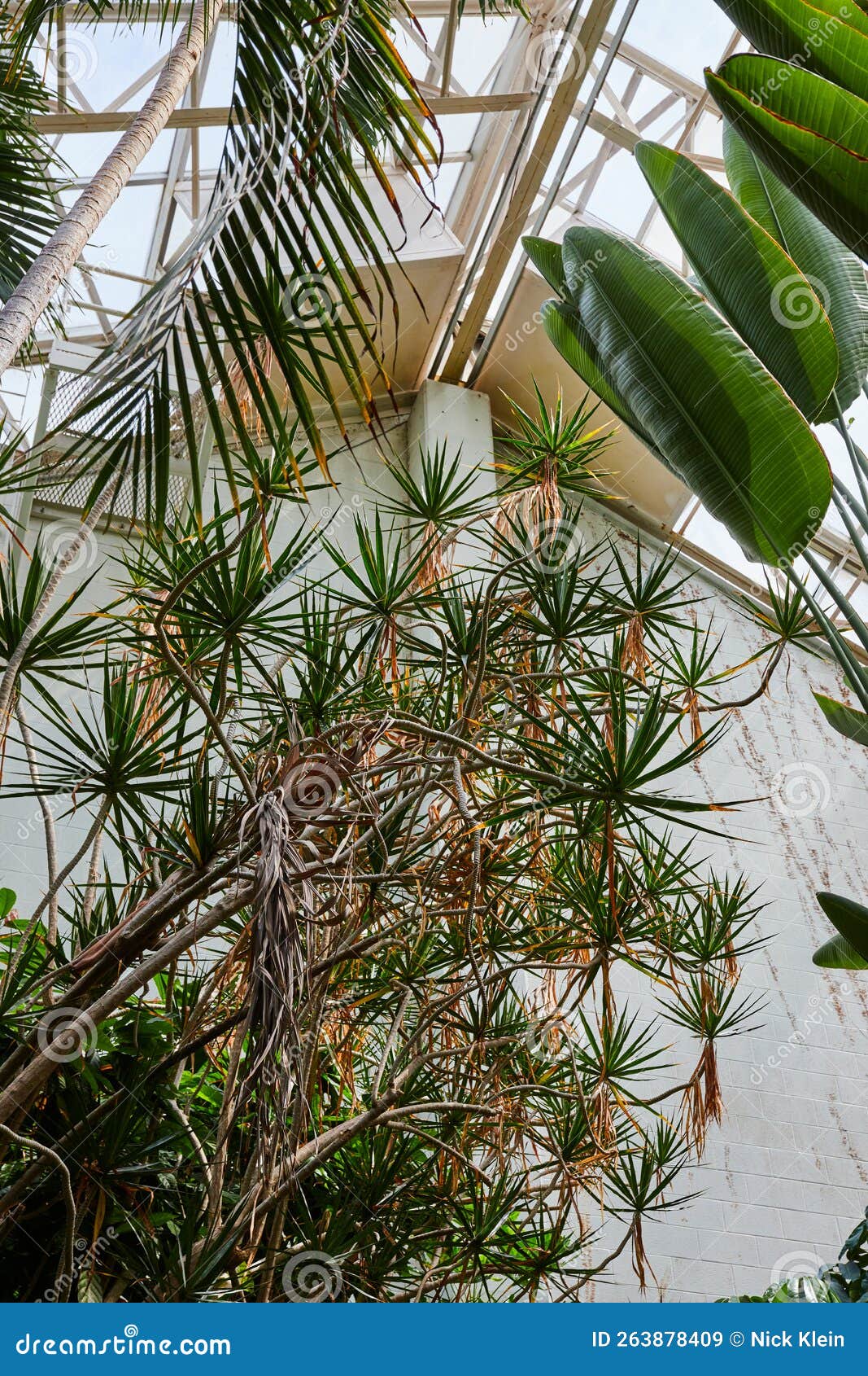 Looking Up at Rainforest Botanical Gardens with Cactus and Glass ...