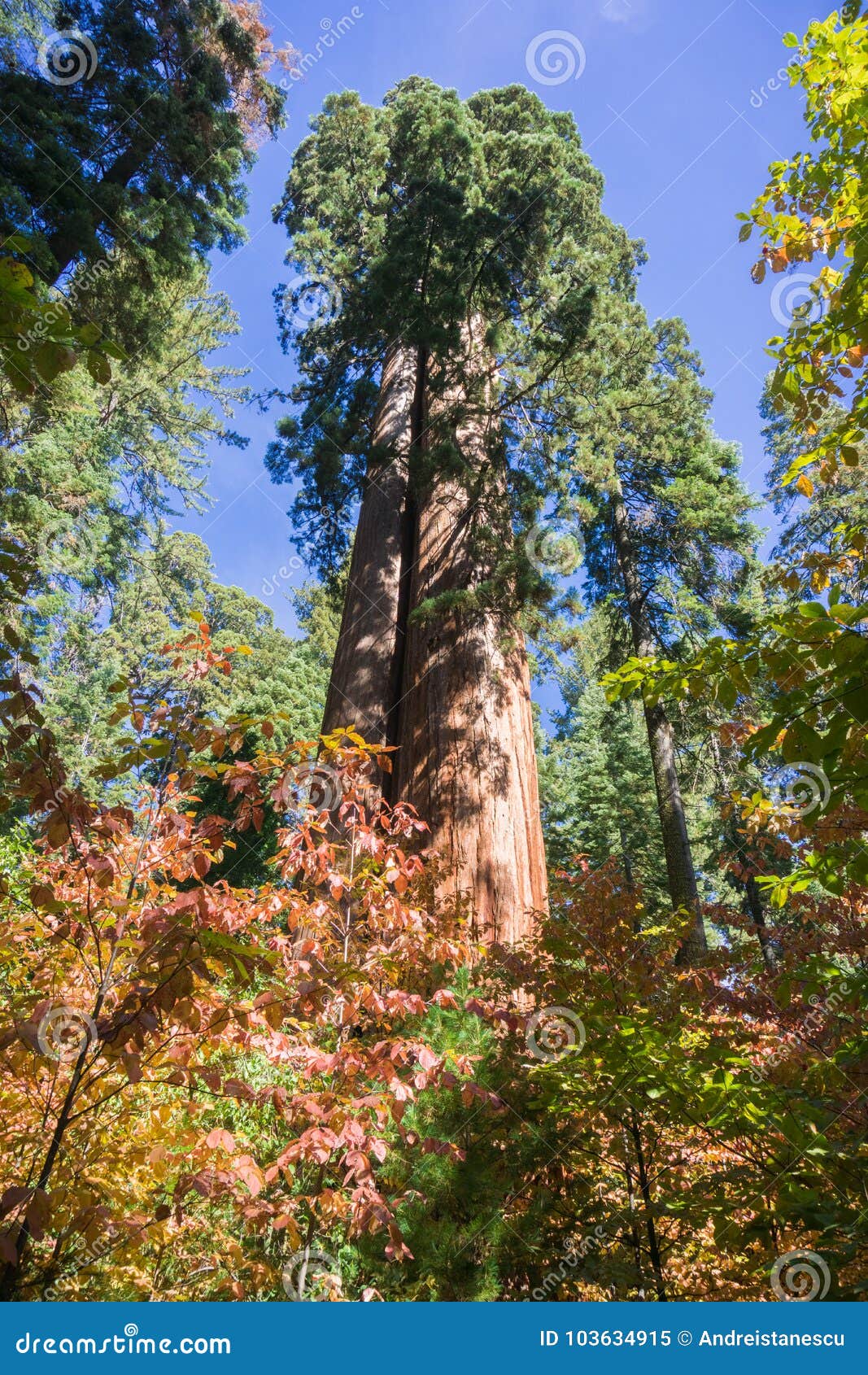 Looking Up a Sequoia Tree, Fall Colored Pacific Mountain Dogwood in the ...