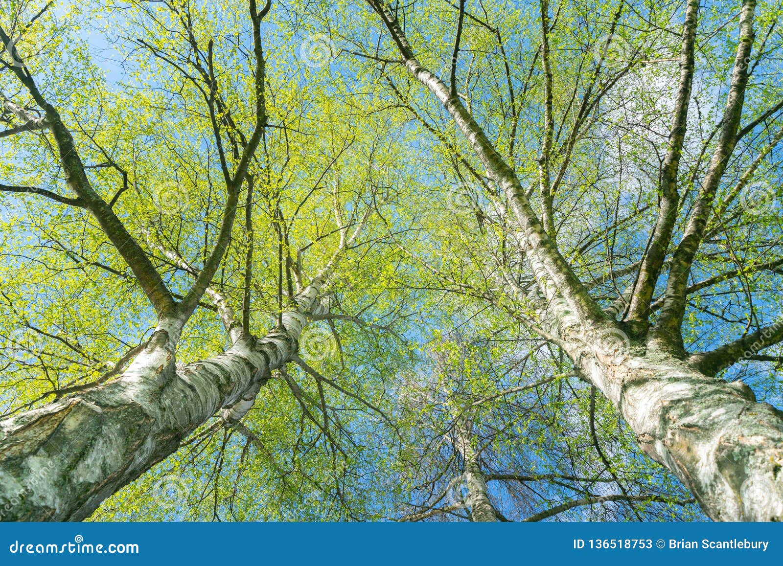 Looking Up through Silver Birch Trees with Spring Growth Stock Image ...