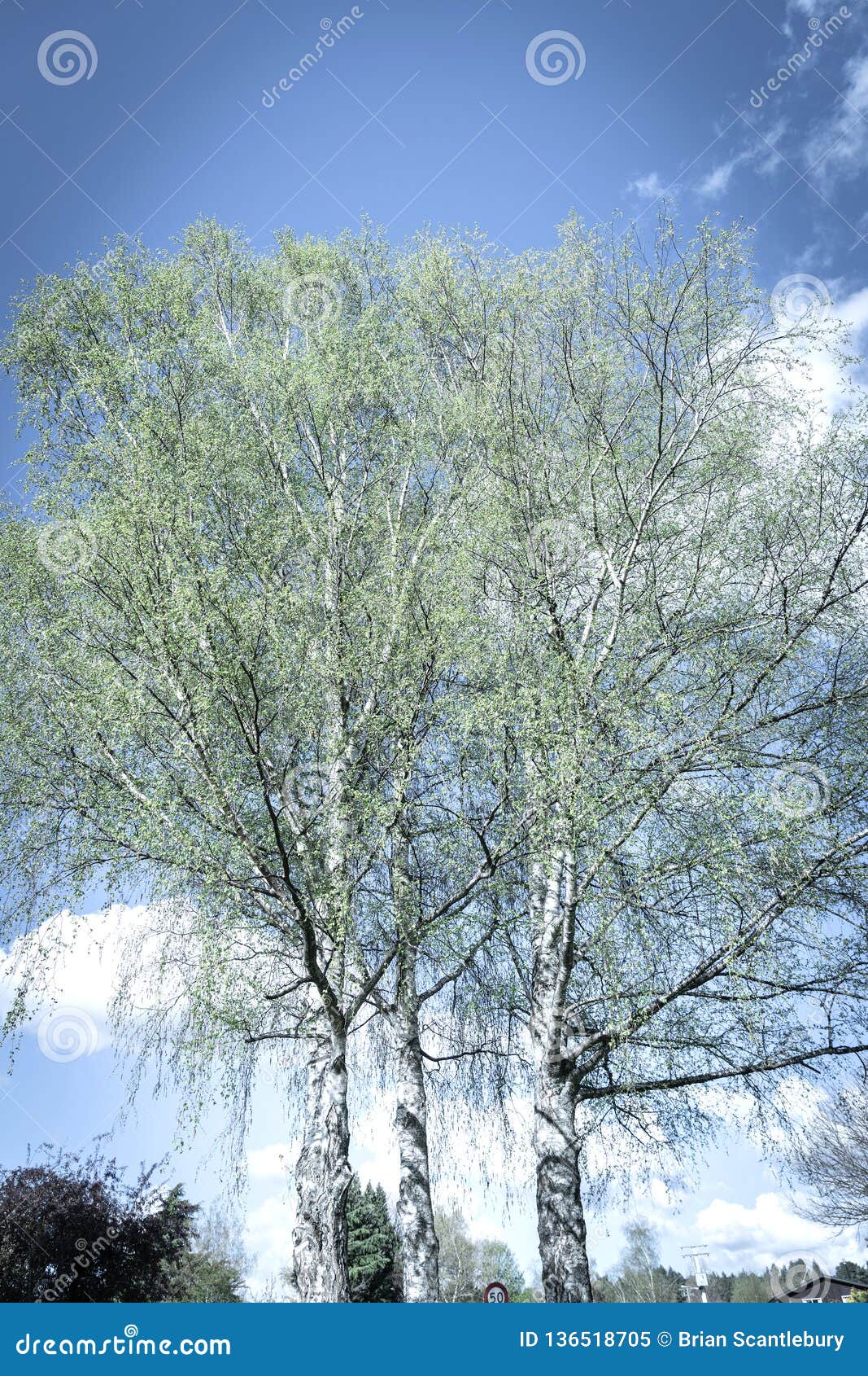 Looking Up through Silver Birch Trees with Spring Growth Stock Image ...