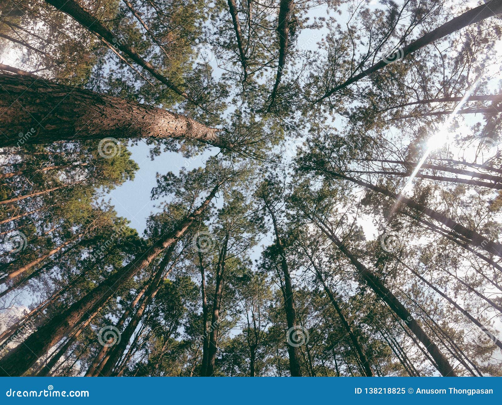 Looking Up the Sky through the Forest Canopy Stock Image - Image of ...
