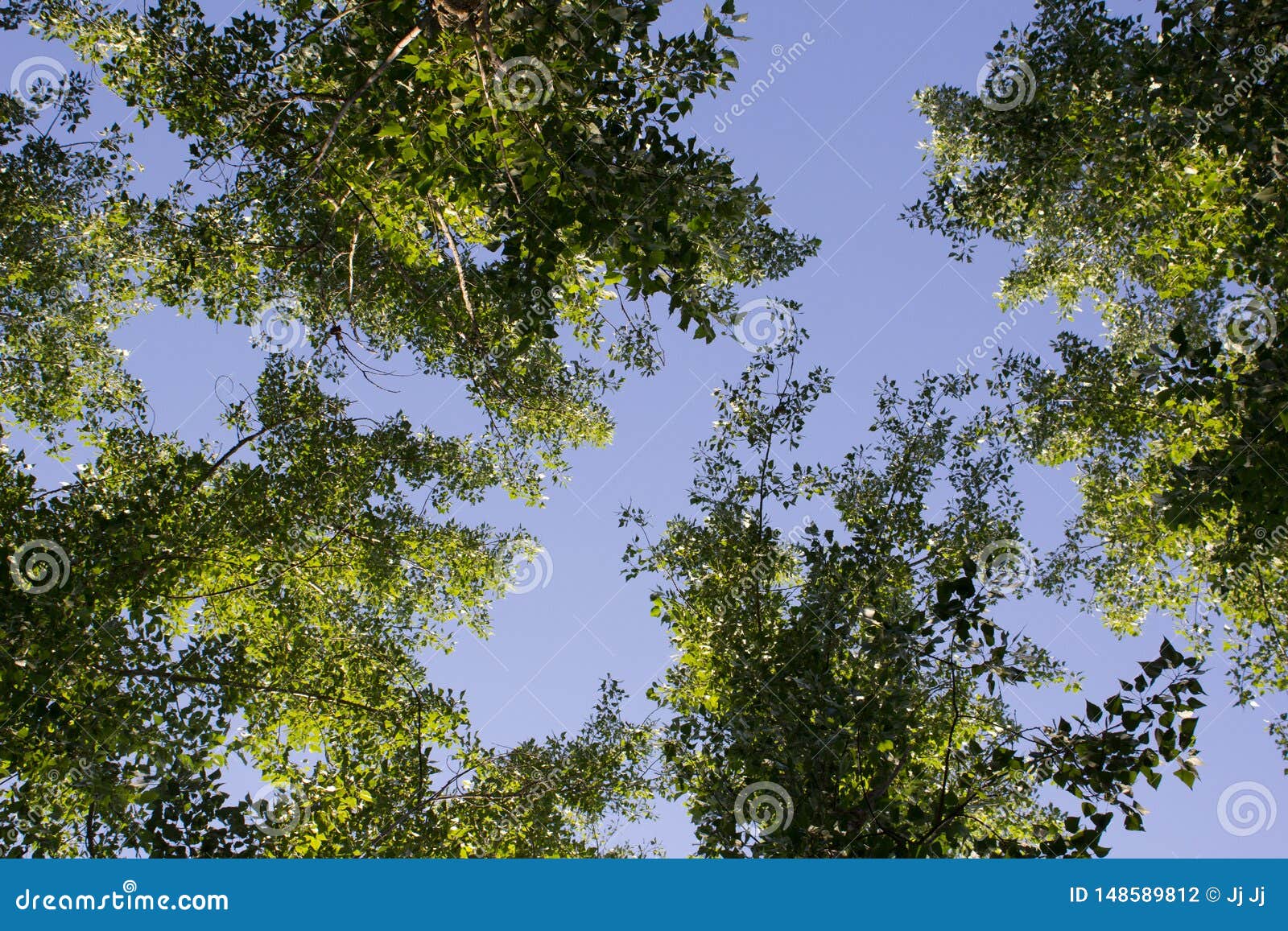 Looking Up at the Sky from the Ground Stock Photo - Image of light ...